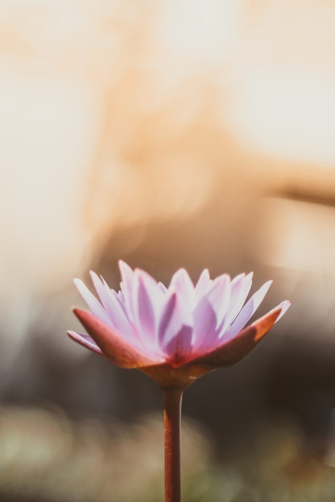 What Does a Healthy Attachment Look Like? | Bellevue Christian Counseling